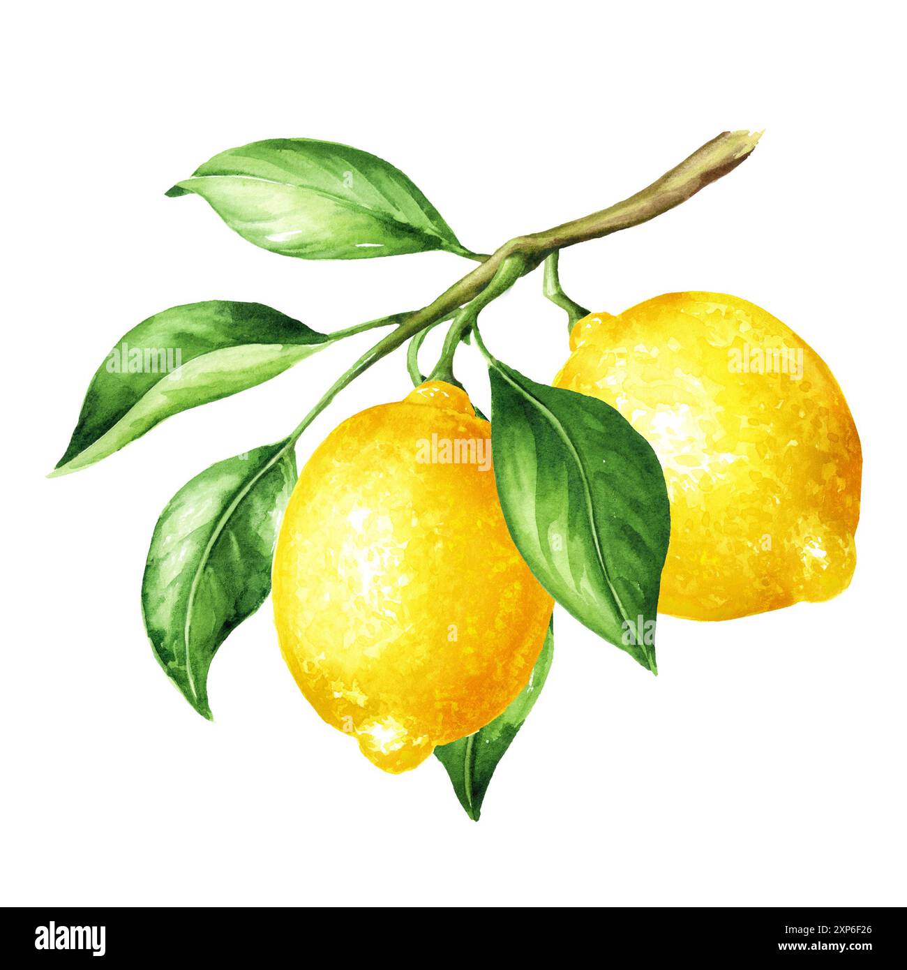 Lemon branch with fruits and leaves. Watercolor hand drawn illustration ...