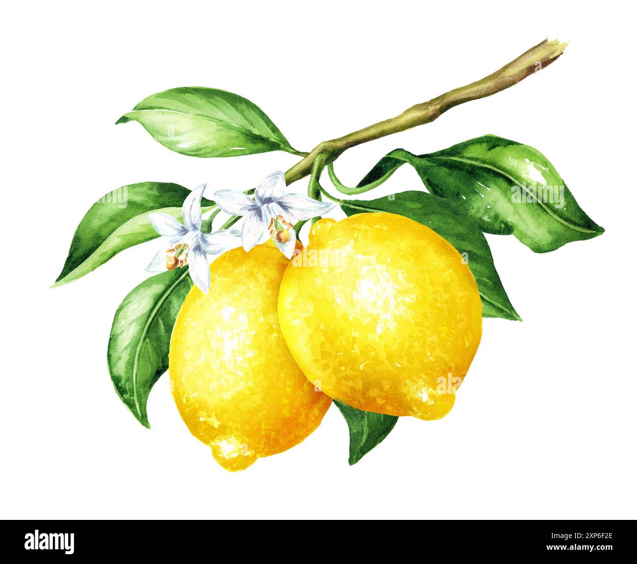 Lemon branch with fruits and leaves. Watercolor hand drawn illustration ...