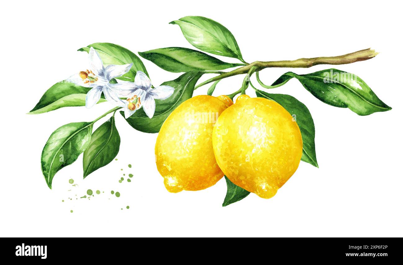 Lemon branch with fruits, flowers and leaves. Watercolor hand drawn illustration isolated on ...
