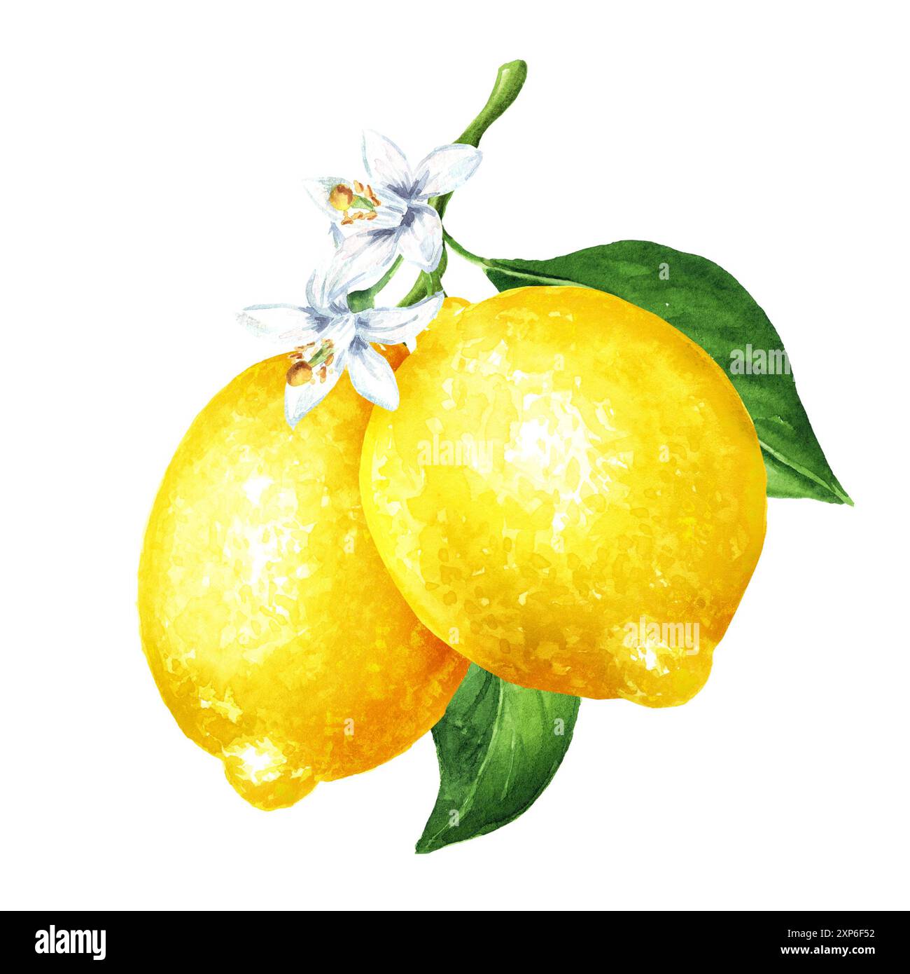 Lemon branch with fruits, flowers and leaves. Watercolor hand drawn ...