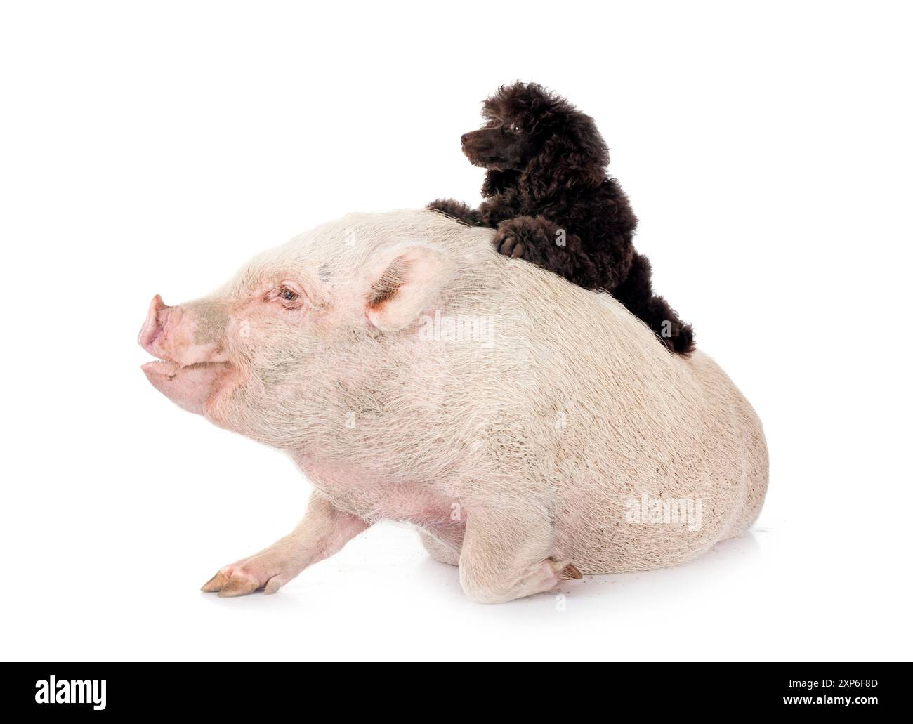 pink miniature pig and poodle in front of white background Stock Photo ...