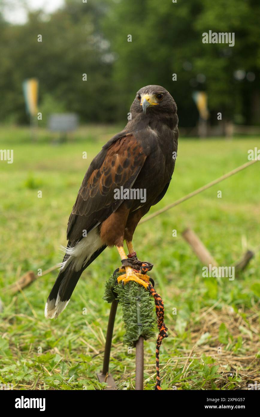 falcon for hunting anchored Stock Photo - Alamy