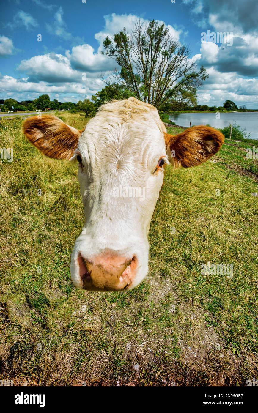 floating cows head Stock Photo - Alamy