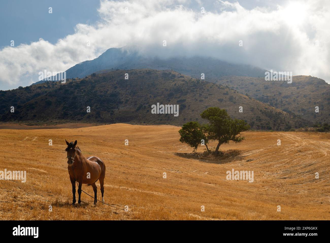 View of a horse in an Andalusian mountain landscape, warm and relaxing ...