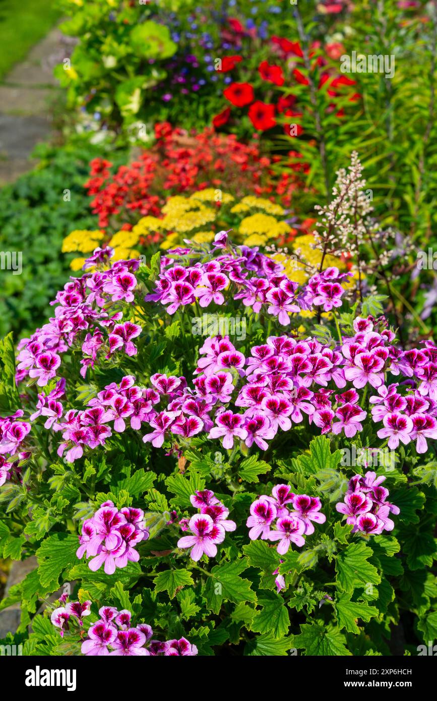 Pelargonium ‘orange fizz’ hi-res stock photography and images - Alamy