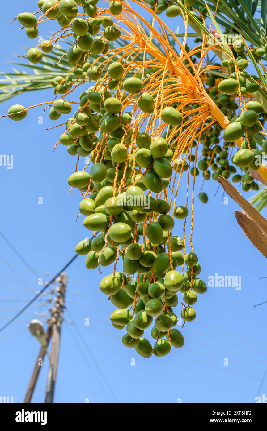 Photo of a yellow date palm with leaves on a blurred background Stock ...