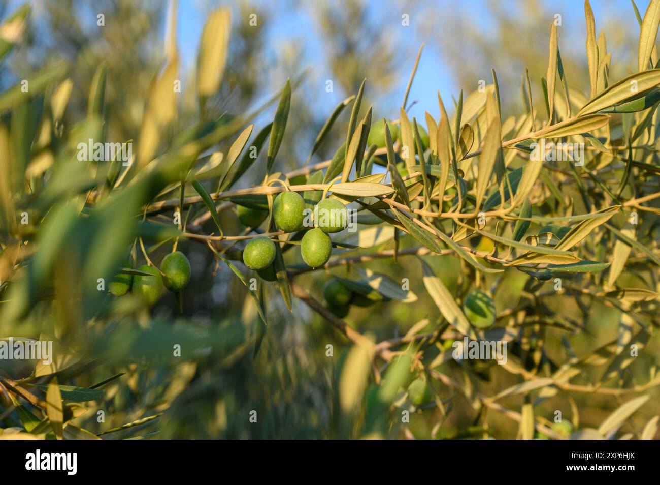 Detail of olive tree branch Stock Photo - Alamy
