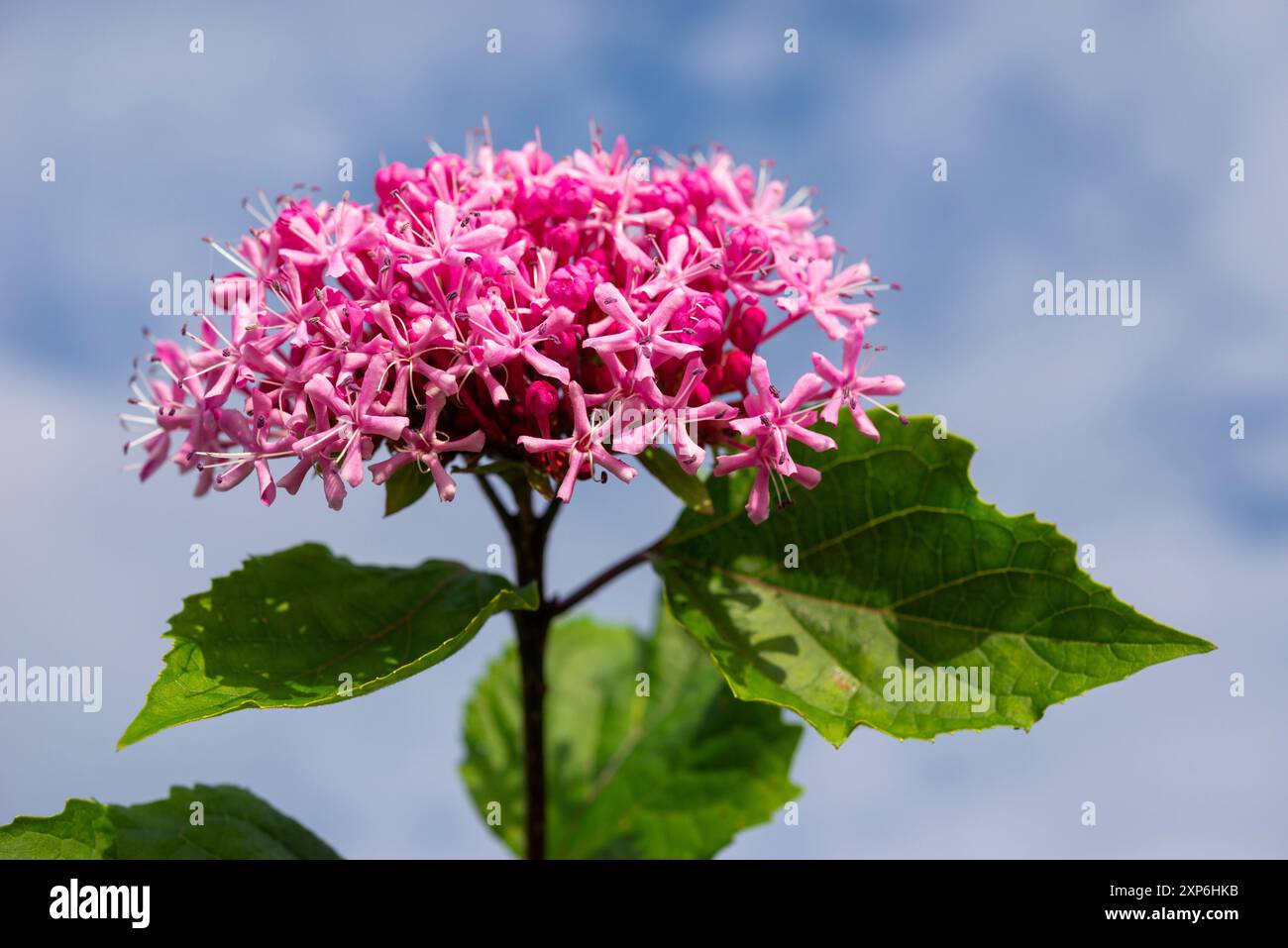 Clerodendrum Bungei flower head. A suckering shrub with pink flowers in ...