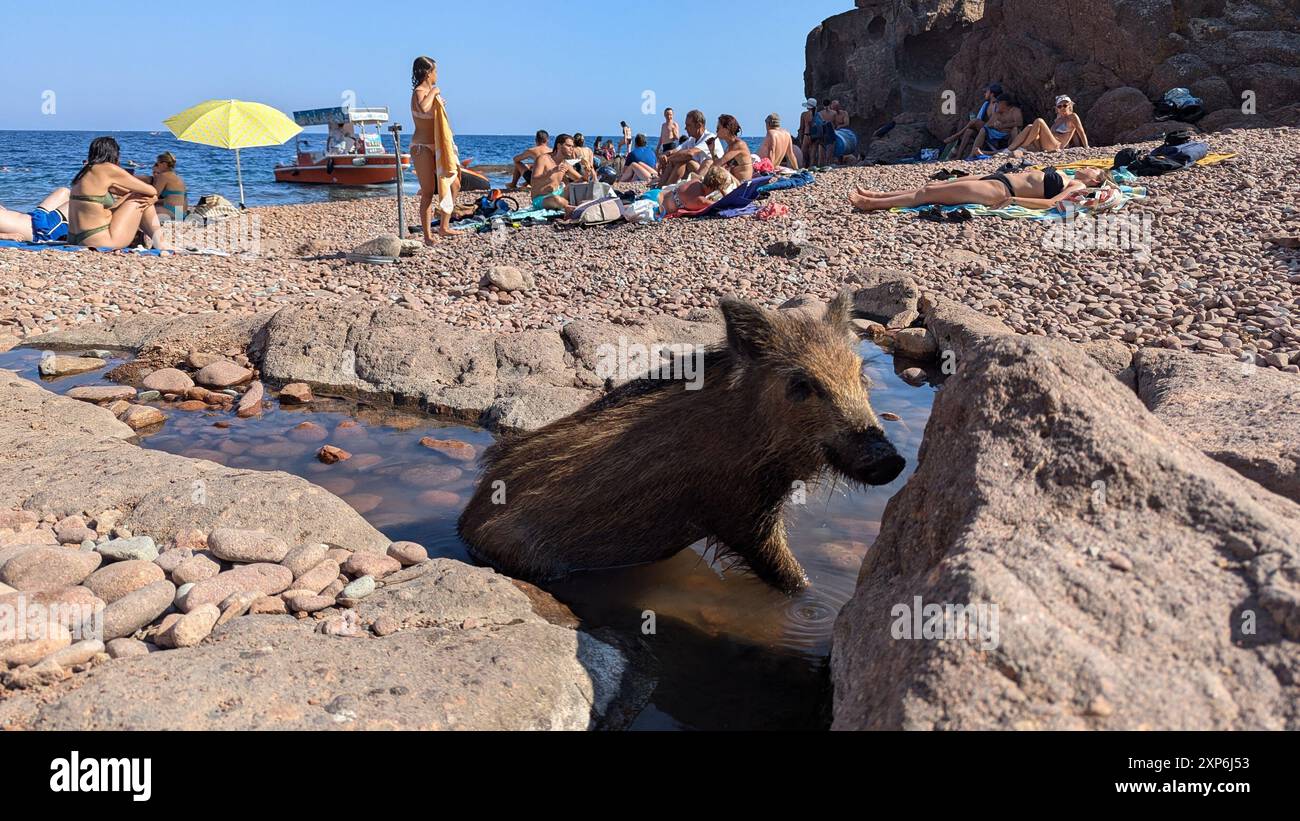 Unusual moment and shock duo! 2 small wild boars, not very shy ...