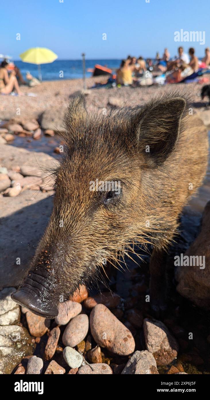 Unusual moment and shock duo! 2 small wild boars, not very shy ...