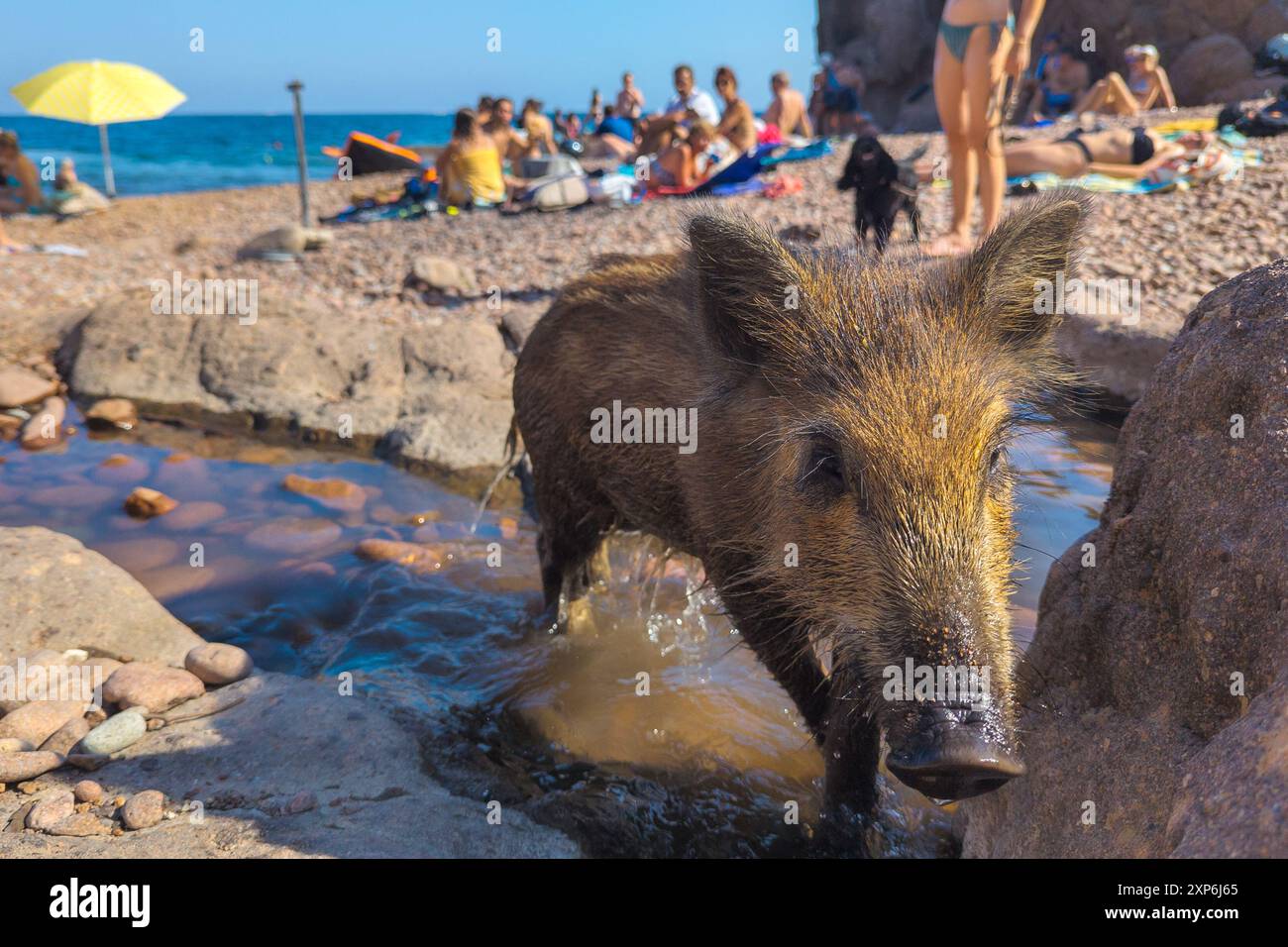 Stream boars hi-res stock photography and images - Alamy