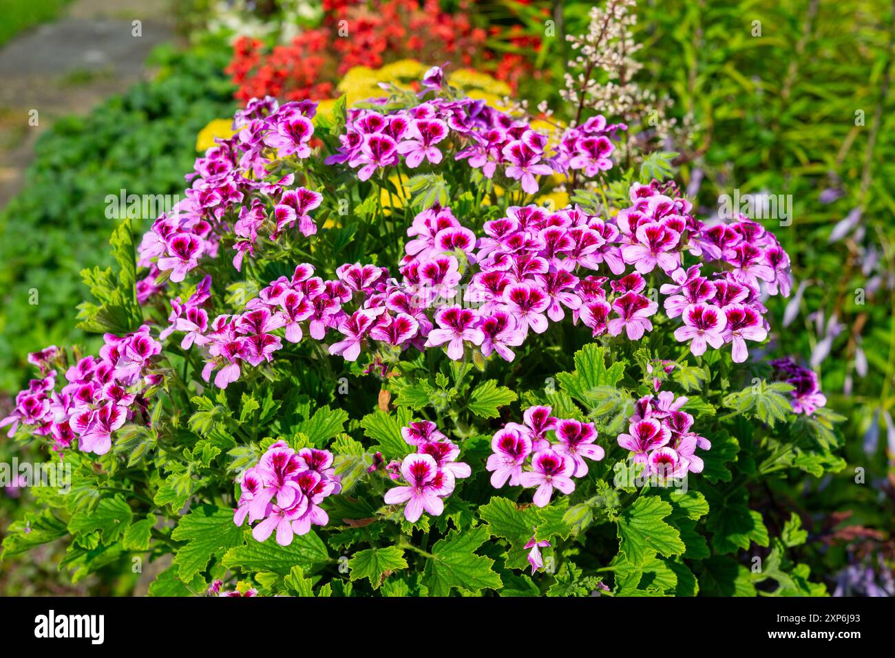 Pelargonium 'Orange Fizz', a scented leaved Geranium with masses of ...
