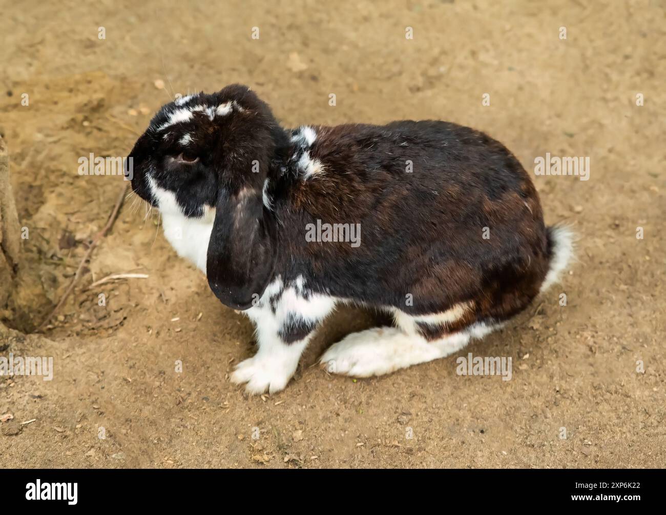 The French Lop rabbit black and white close up Stock Photo - Alamy