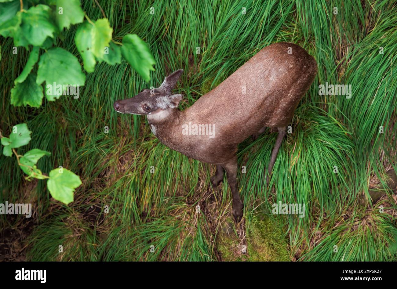 The Siberian musk deer (Moschus moschiferus) walking in the Far east of ...