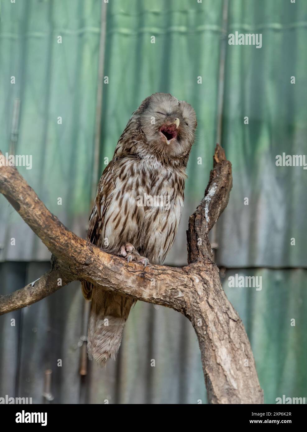 Ural owl (Strix uralensis) bird sleeping alone Stock Photo - Alamy