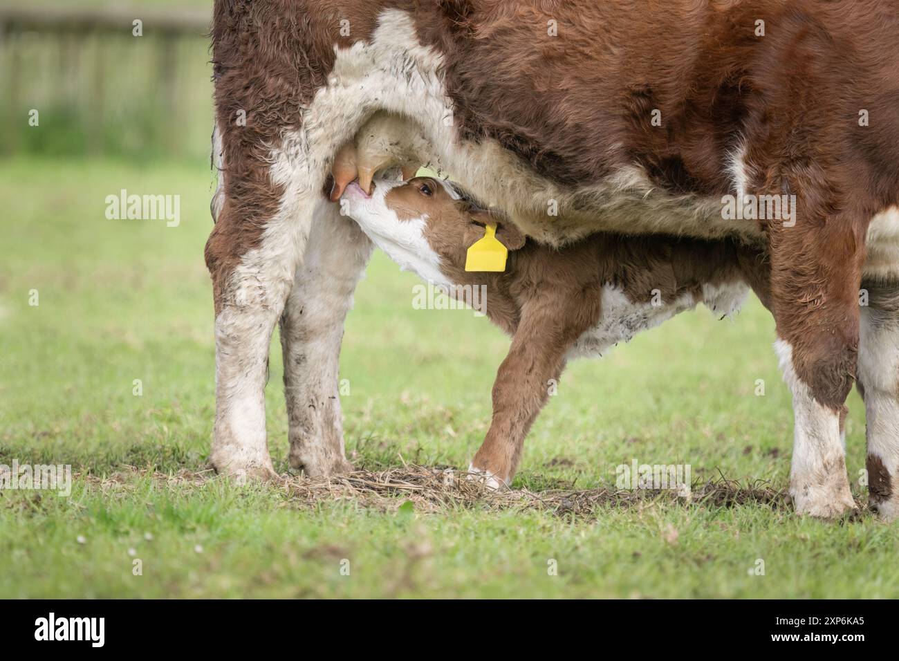 Simmental calf sucking milk from mother cow. Auckland Stock Photo - Alamy