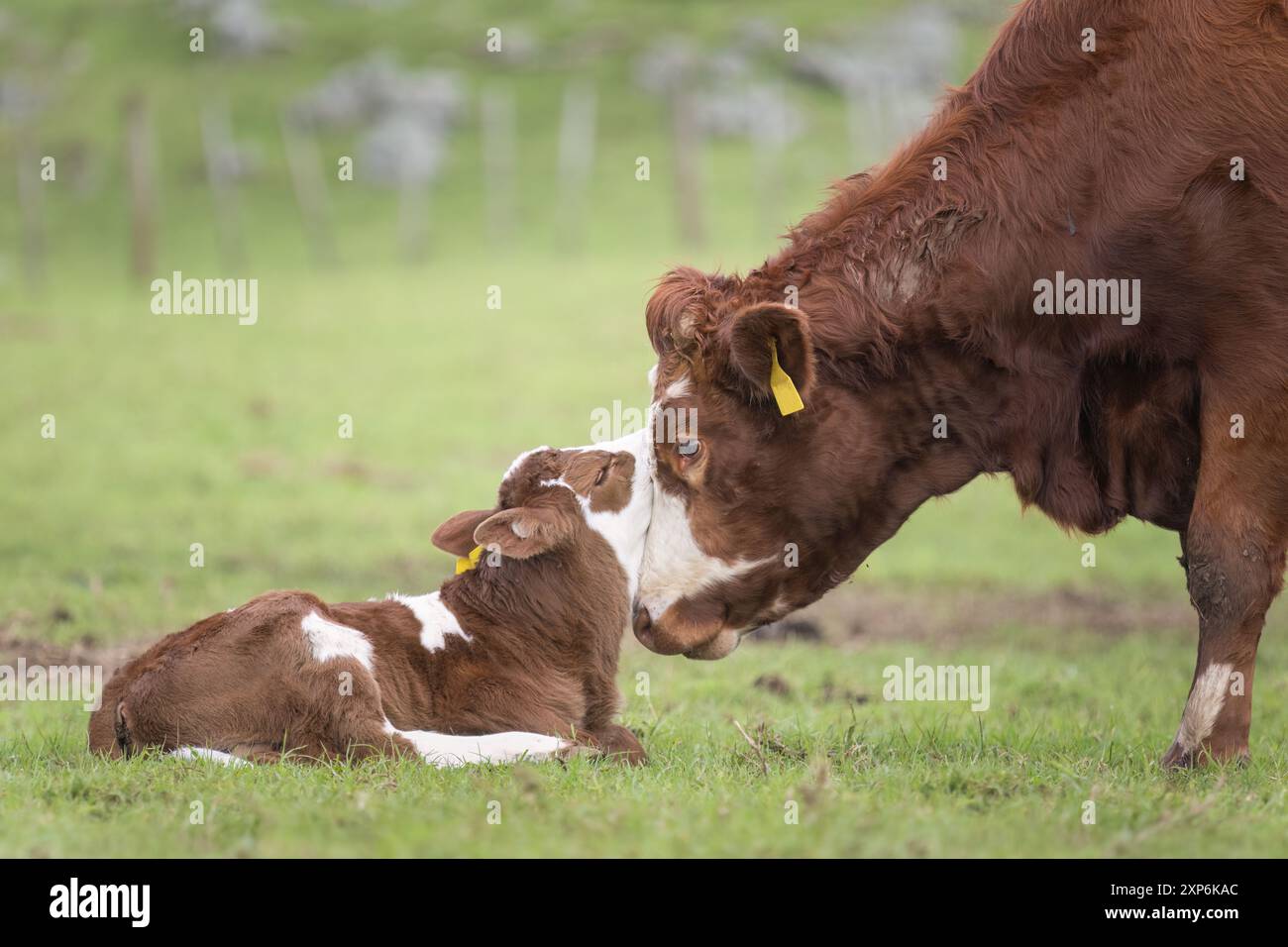 Simmental cow touching face with her newborn calf. Cornwall park ...
