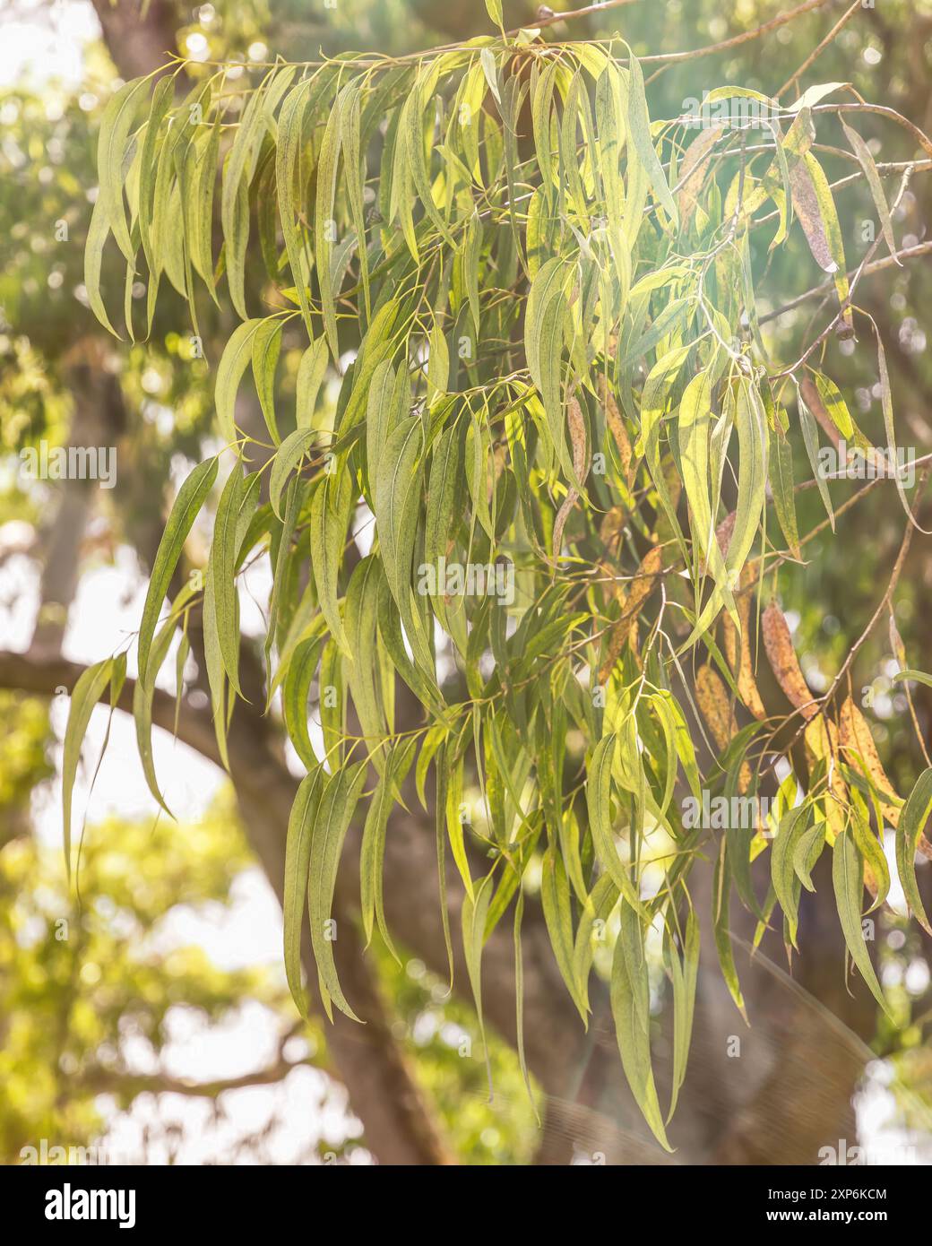 Eucalypt gum tree eucalyptus hi-res stock photography and images - Alamy