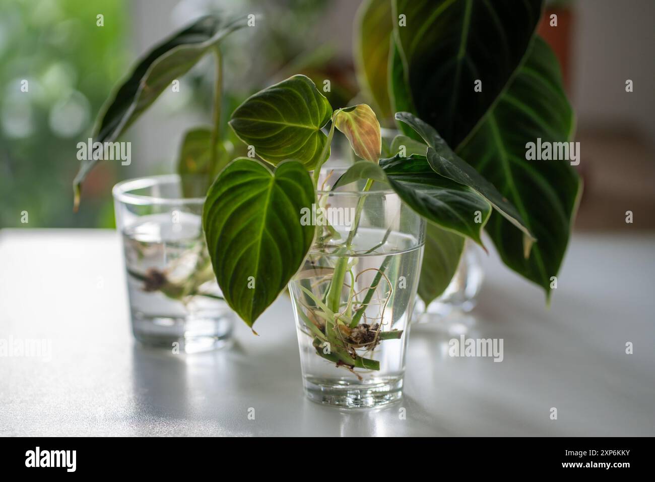 Sprouts of Philodendron Splendid plant in glass. Simple propagation ...