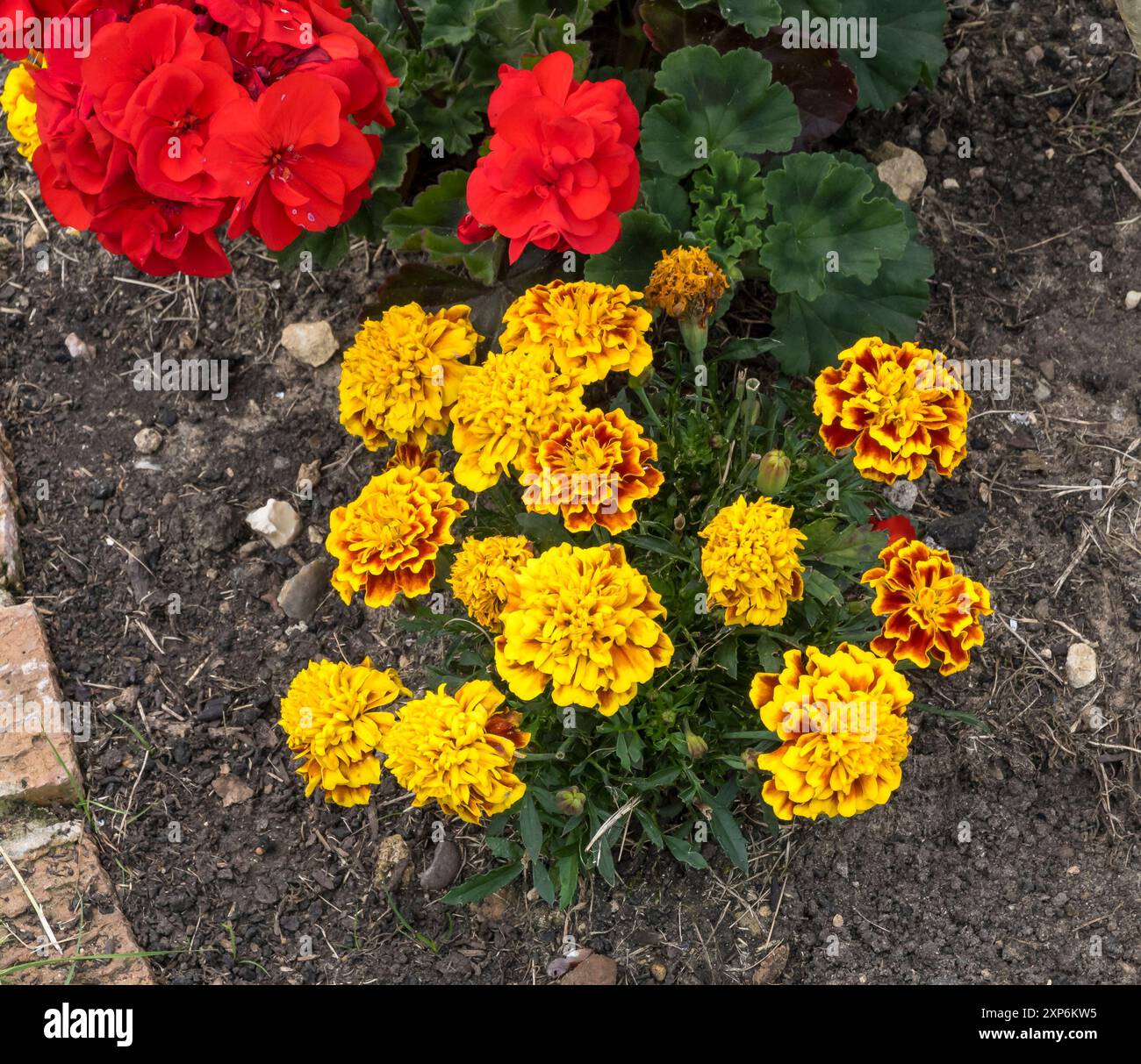 Yellow marigold and petals hi-res stock photography and images - Alamy
