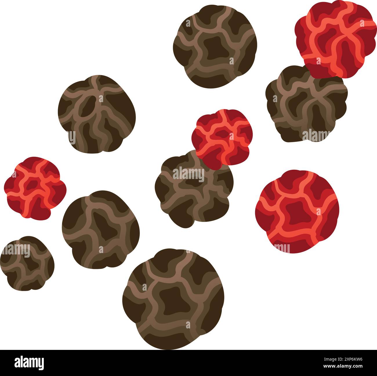Black pepper branch vector illustration hi-res stock photography and ...