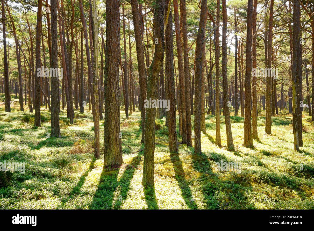 Pine forest at Sandhamn in Stockholm archipelago Stock Photo - Alamy