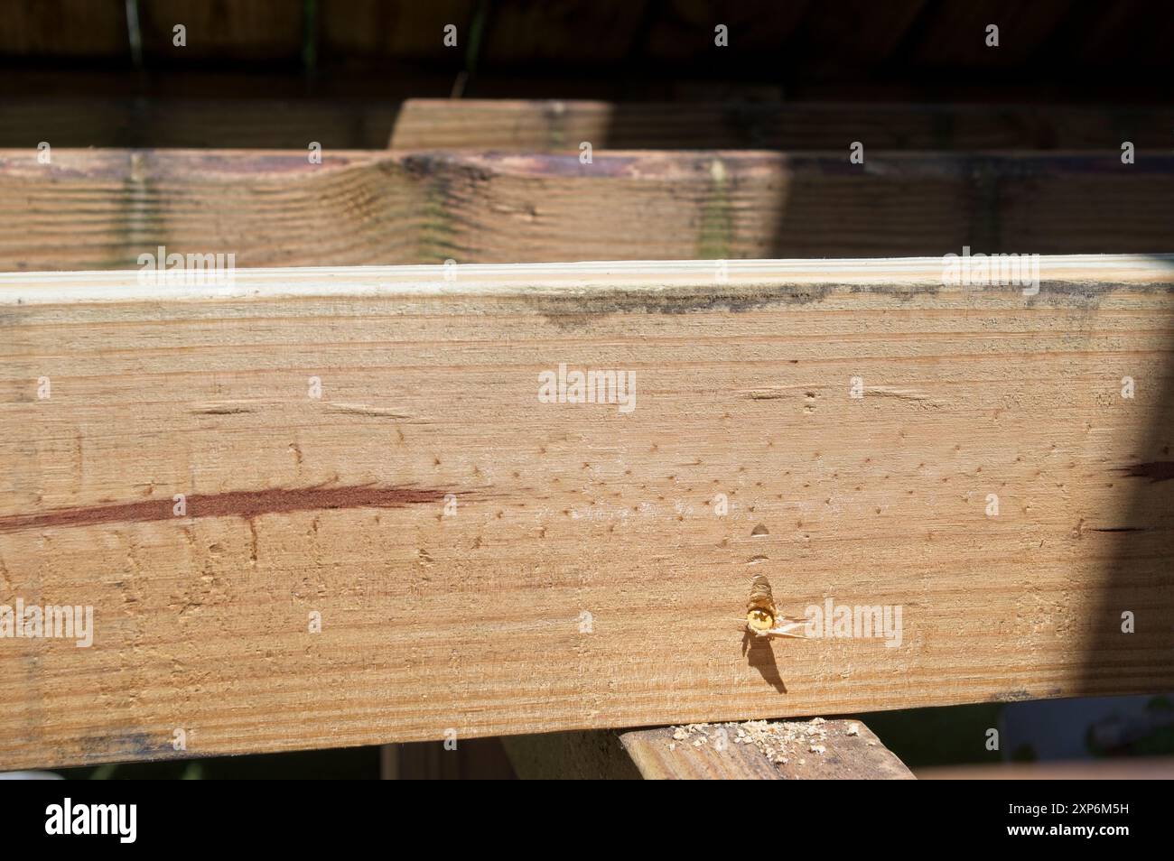 Wood joist for floor of deck, toenailed to support beam Stock Photo - Alamy
