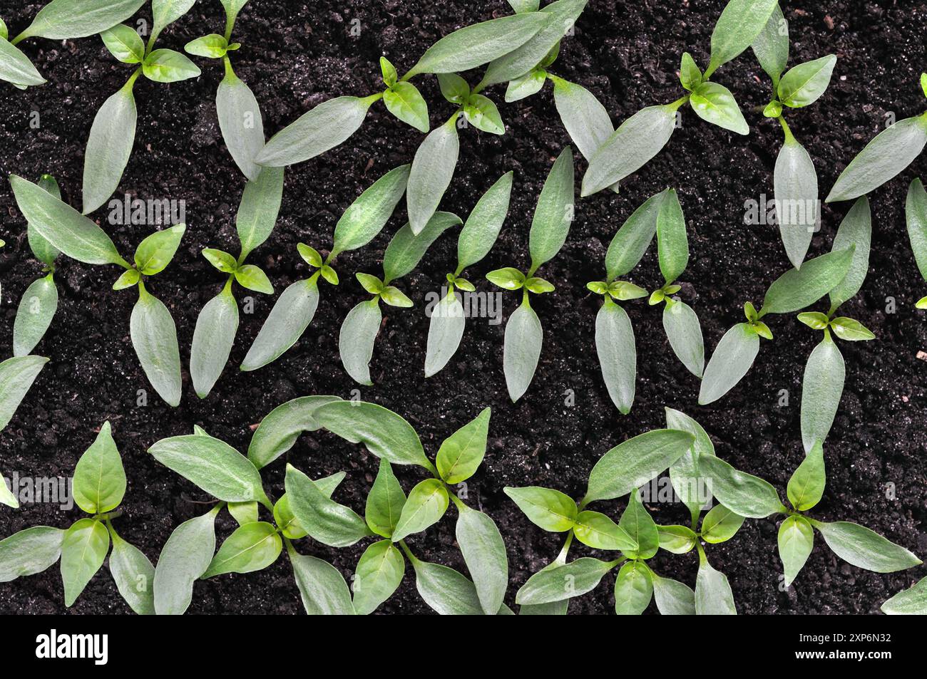 close-up of young seedlings of the pepper plants in the greenhouse ...