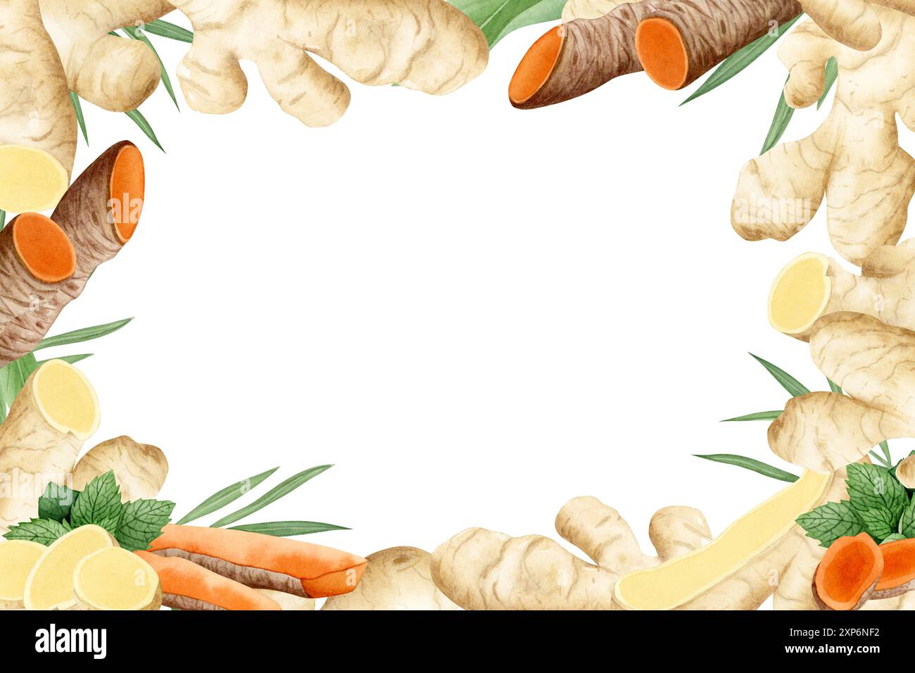 Ginger and Turmeric roots horizontal frame banner illustration for ...