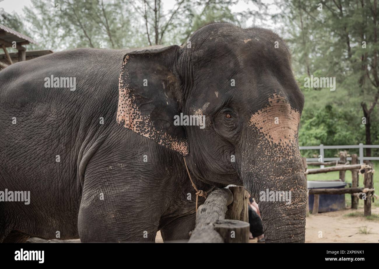 Asian Elephant in captivity. Big Asian elephant in sanctuary Phuket ...