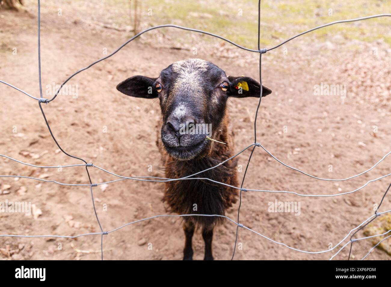Curious goat looks at the camera through a wire fence Stock Photo - Alamy