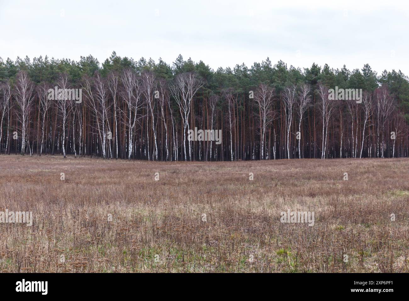 Treeline background hi-res stock photography and images - Alamy