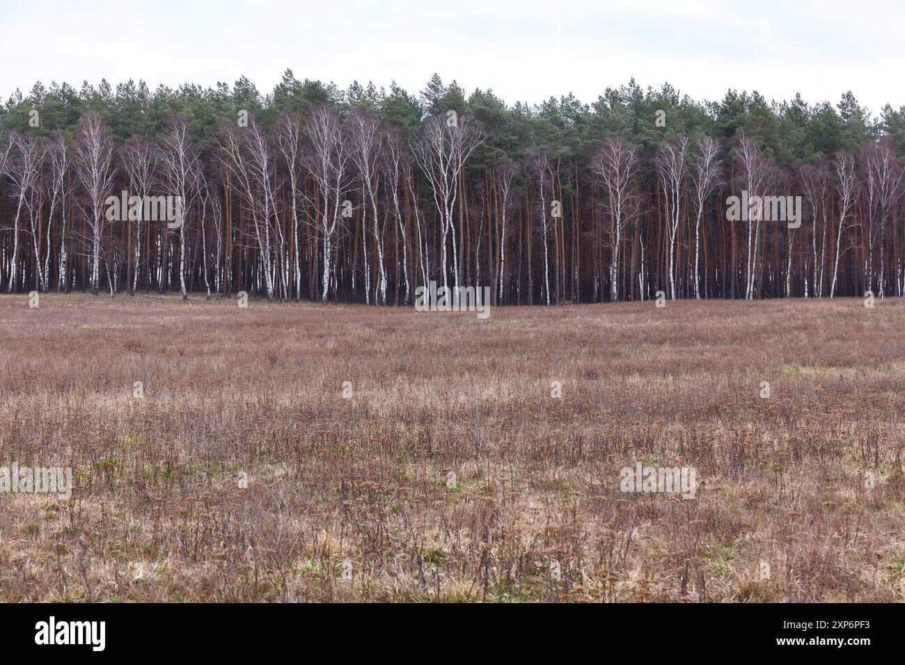 Early spring treeline see across a barren field near Berlin, Germany ...