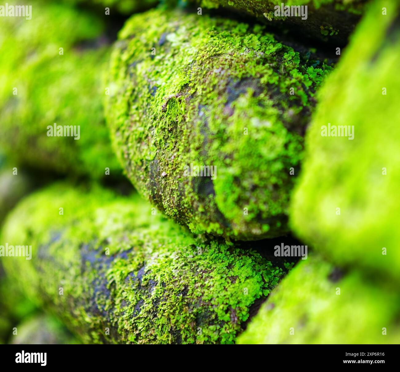 Closeup wall with moss hi-res stock photography and images - Alamy