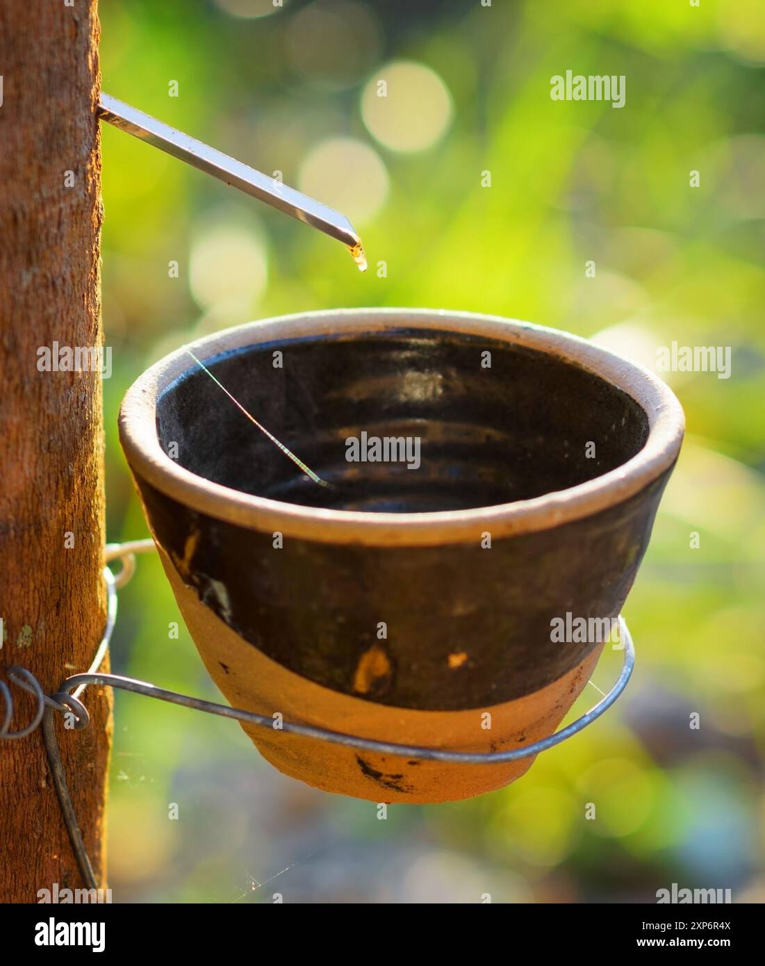 Getting of milk of rubber tree Stock Photo - Alamy