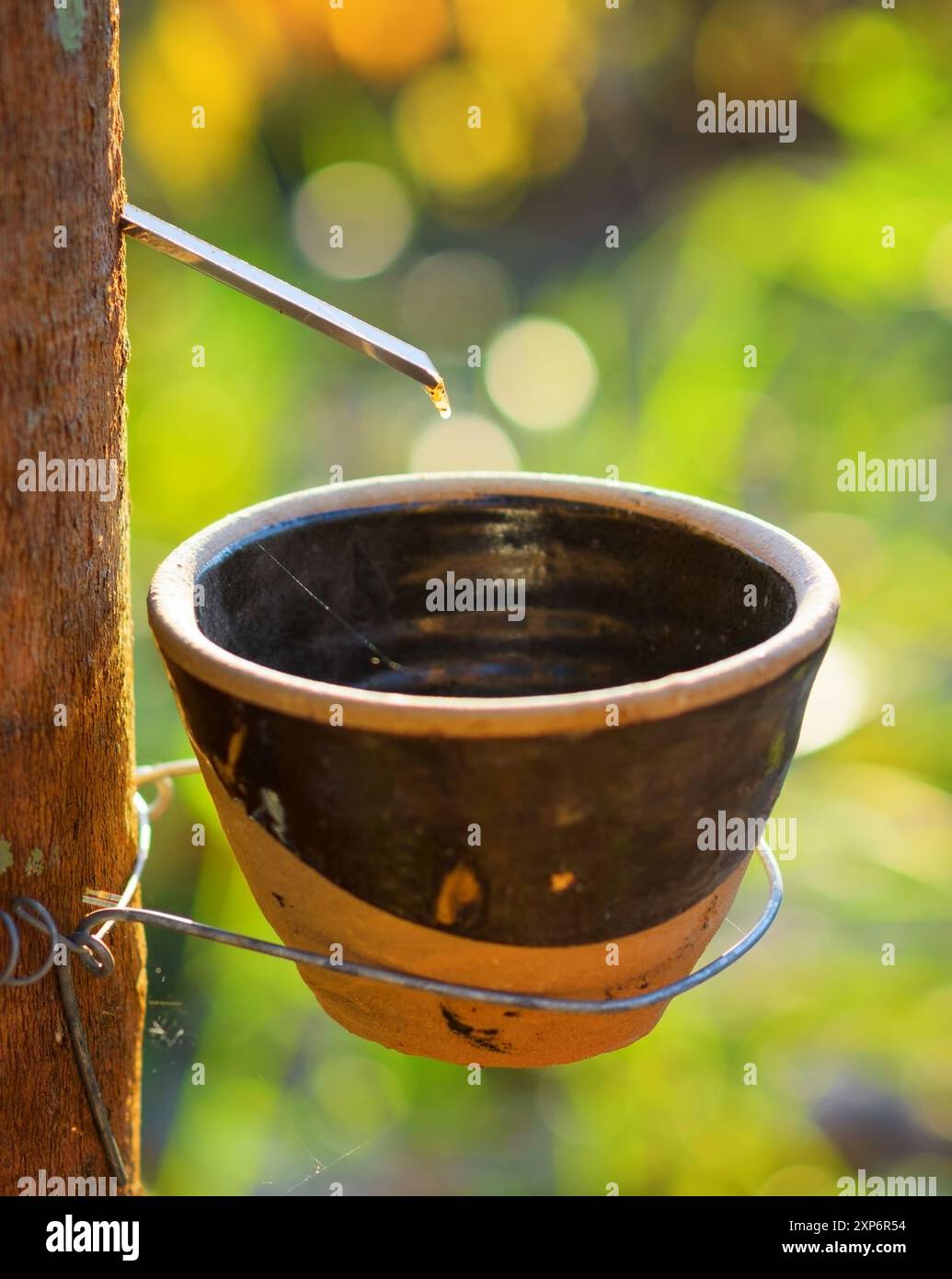 Natural rubber latex hi-res stock photography and images - Alamy