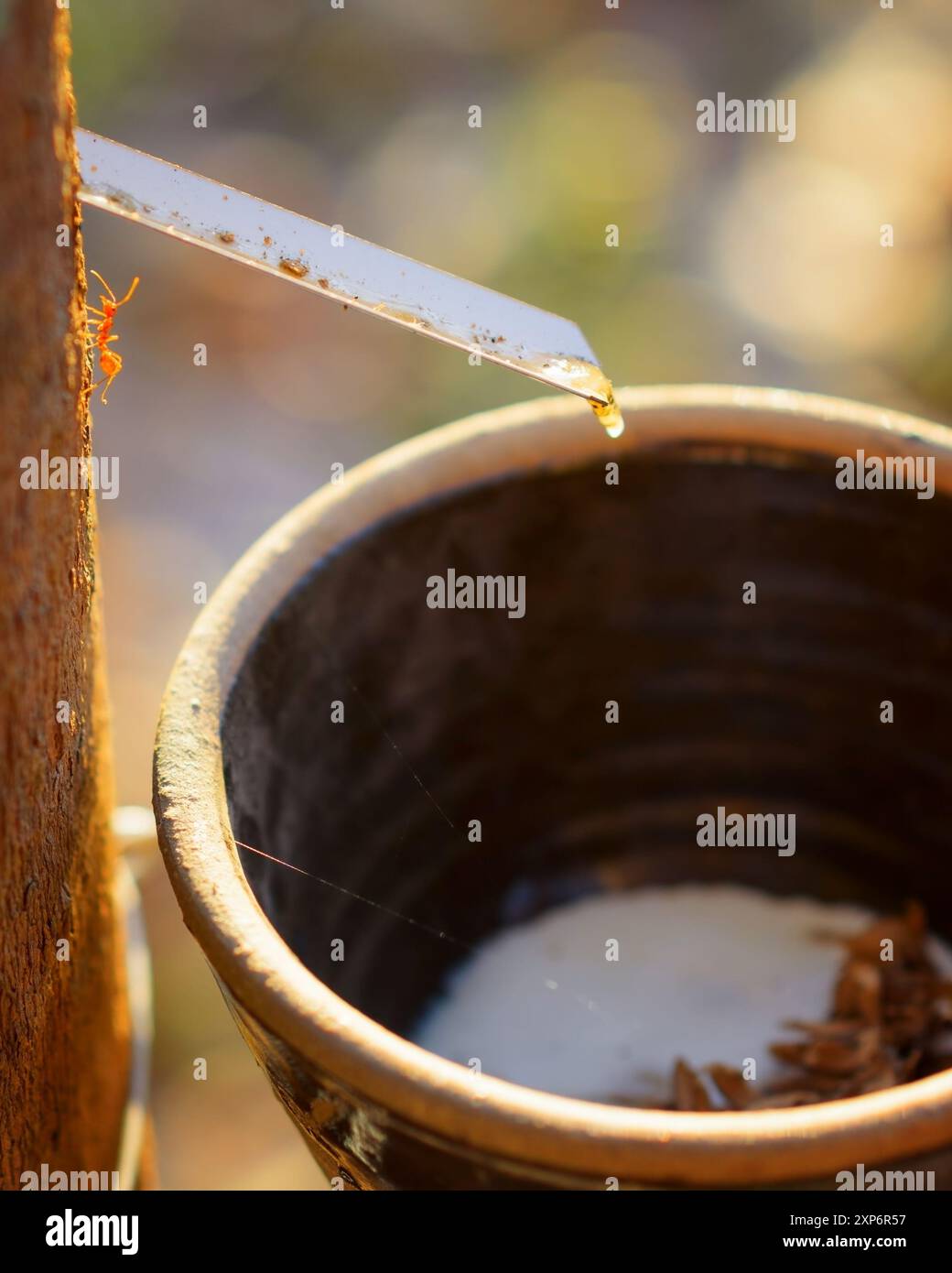 Getting of milk of rubber tree Stock Photo - Alamy