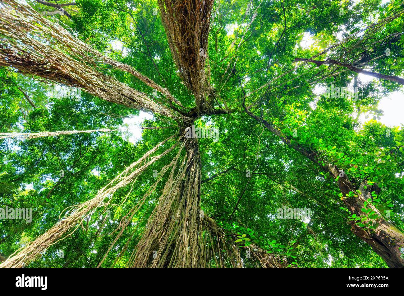 Green trees in tropical rainforest Stock Photo - Alamy