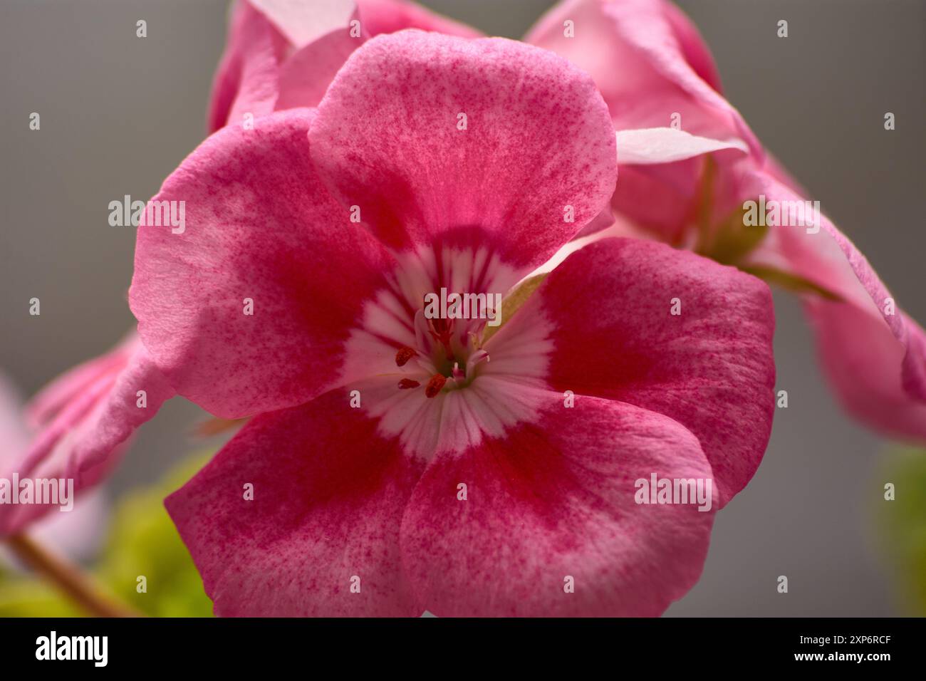 This close-up image captures the delicate beauty of a pink Madagascar ...