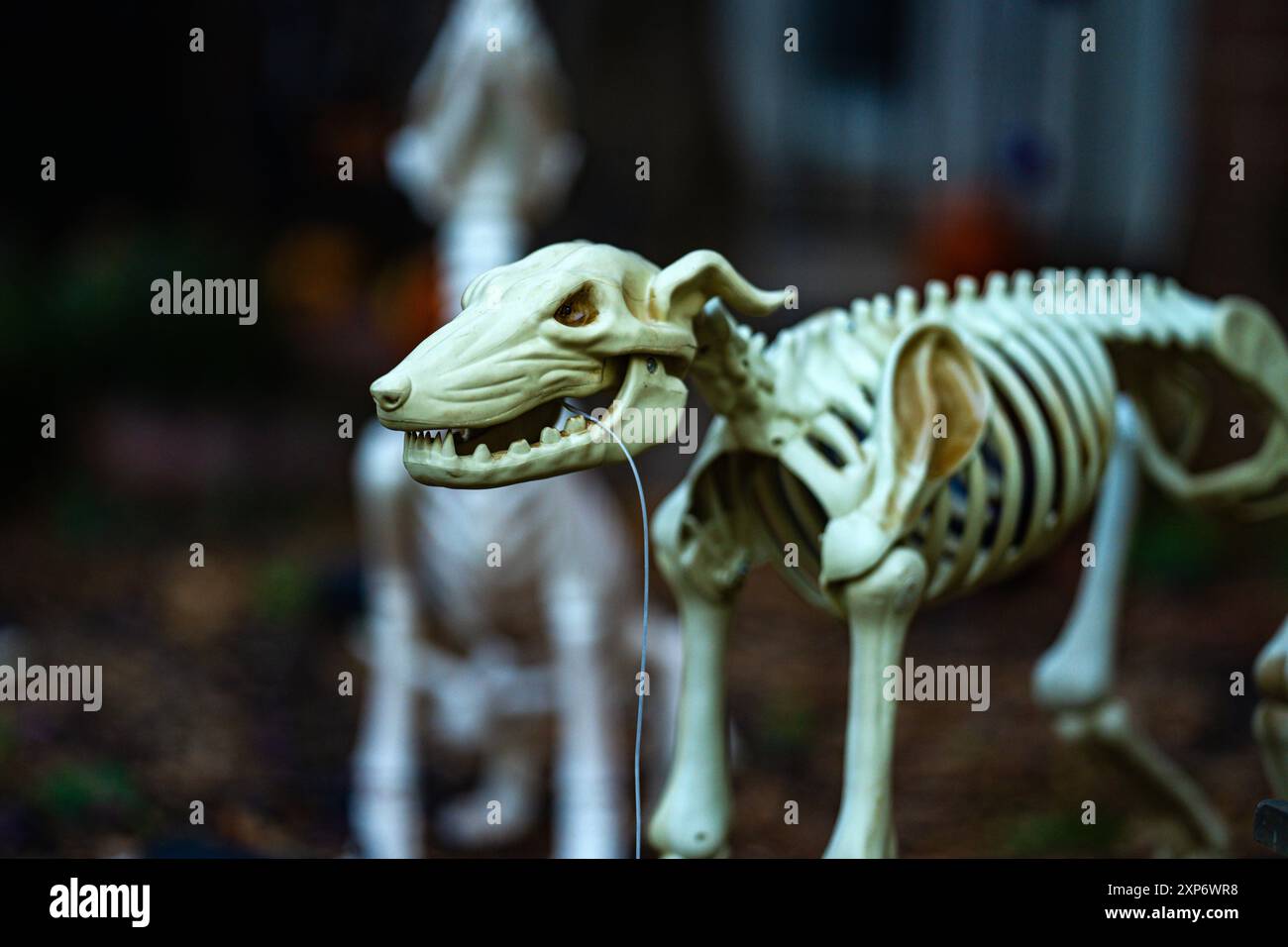 Skeleton dog Halloween decorations. Halloween skeleton for decorated ...