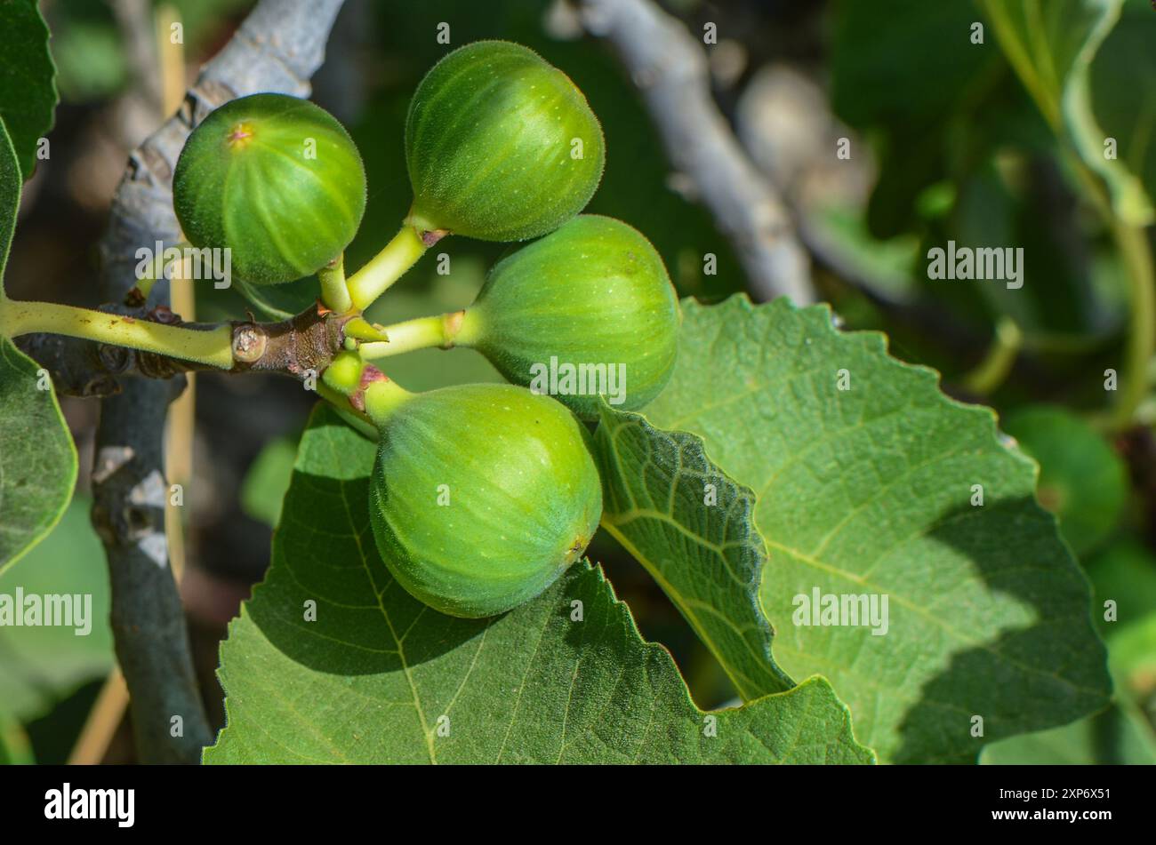 Fig ficus carica plantation hi-res stock photography and images - Alamy
