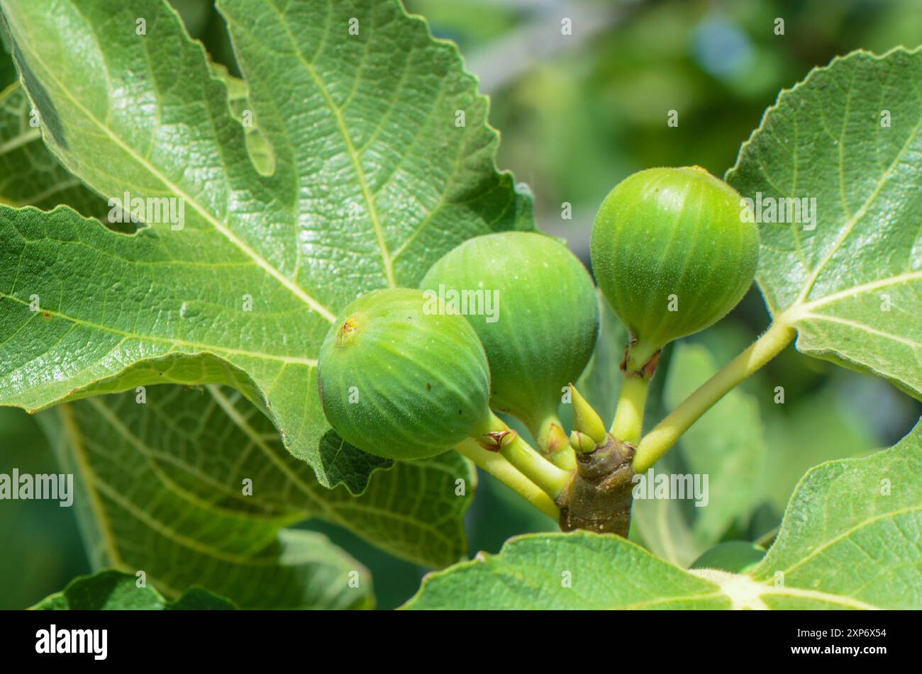 ripe fig fruit hanging on the branch of fig tree in greenhouse ...