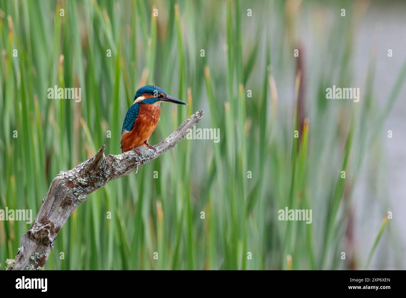 Boldly coloured colored bird hi-res stock photography and images - Alamy