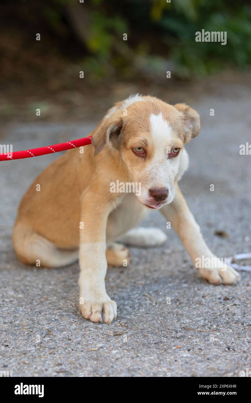Red mutt puppy sitting outdoor. Mix Breed dog Stock Photo - Alamy