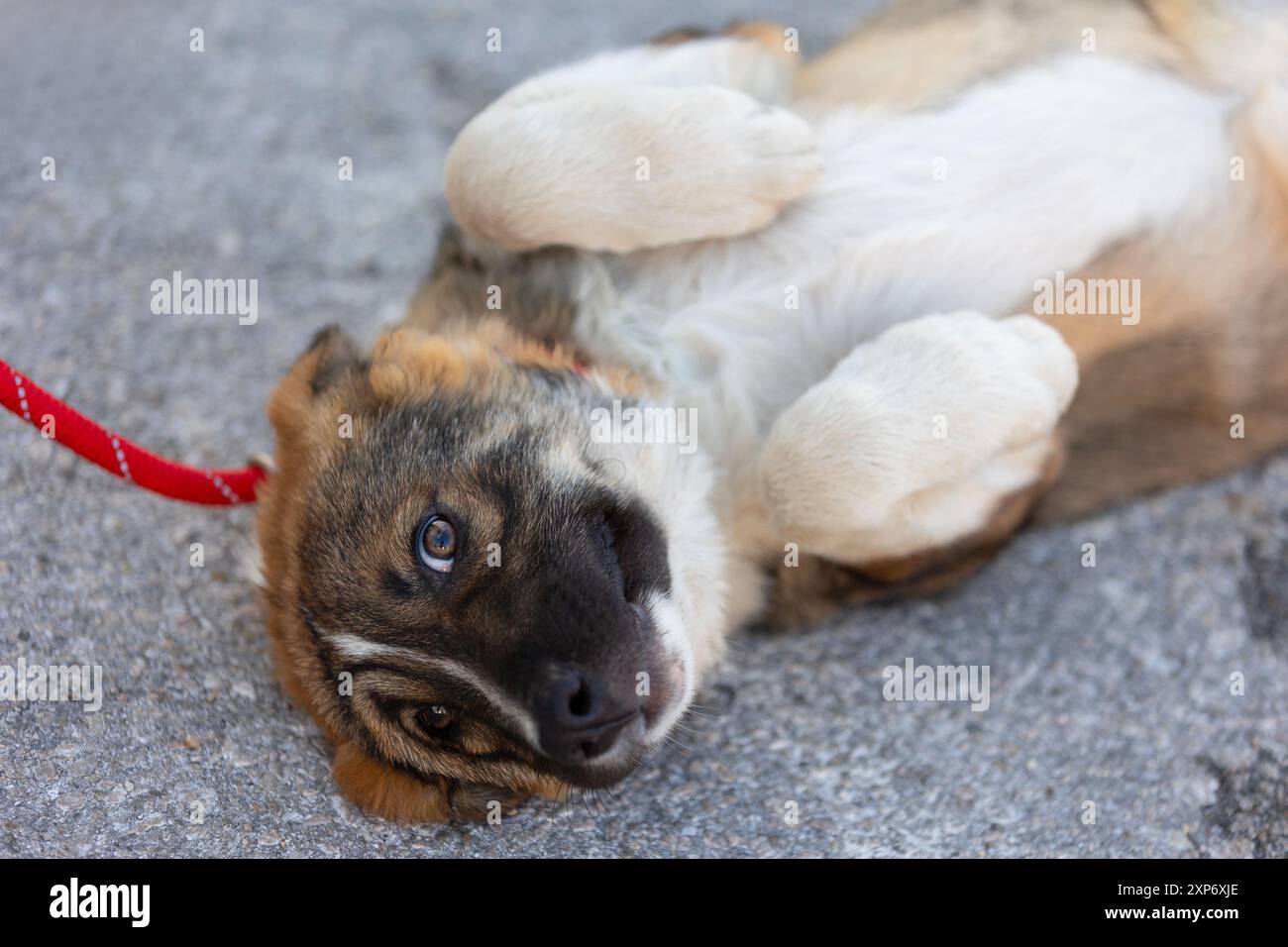Brown and white mixed-breed mutt puppy lying on back, top view Stock ...