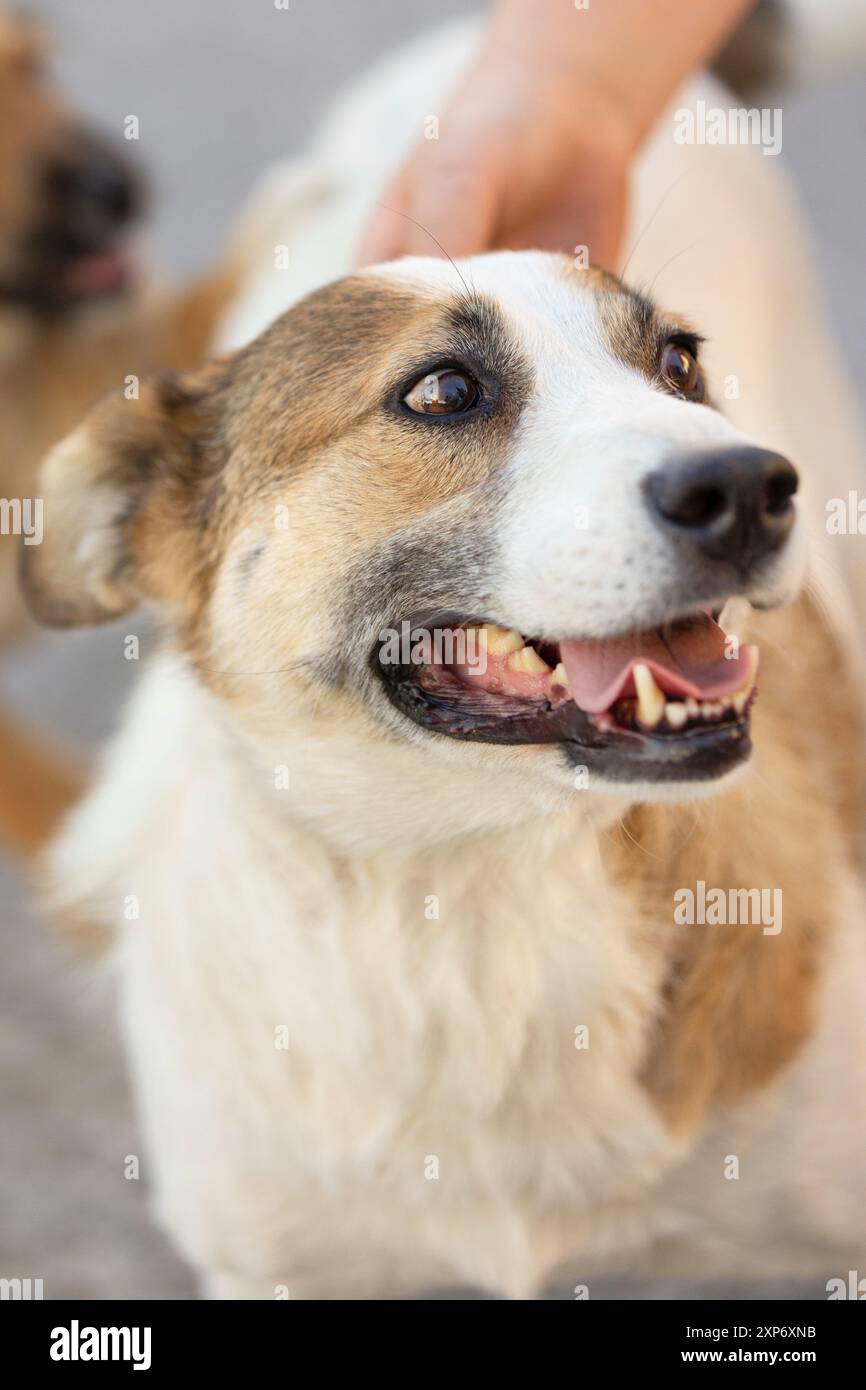Red mutt close-up face portrait. Mix Breed street dog Stock Photo - Alamy