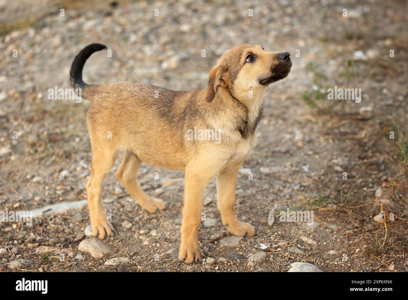 Red brown mutt puppy standing outdoor. Mix Breed street dog Stock Photo ...