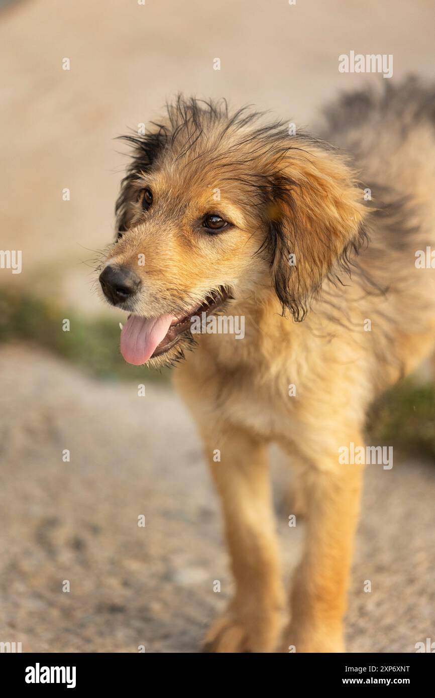 Red fuzzy mutt puppy standing outdoor. Mix Breed street dog Stock Photo ...