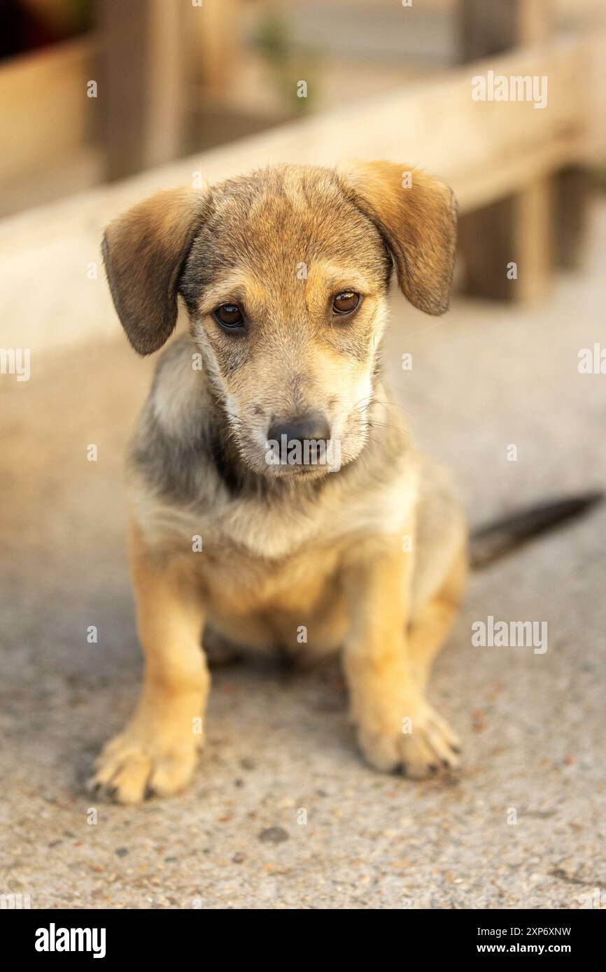 Brown mutt puppy sitting outdoor. Mixed-breed dog Stock Photo - Alamy