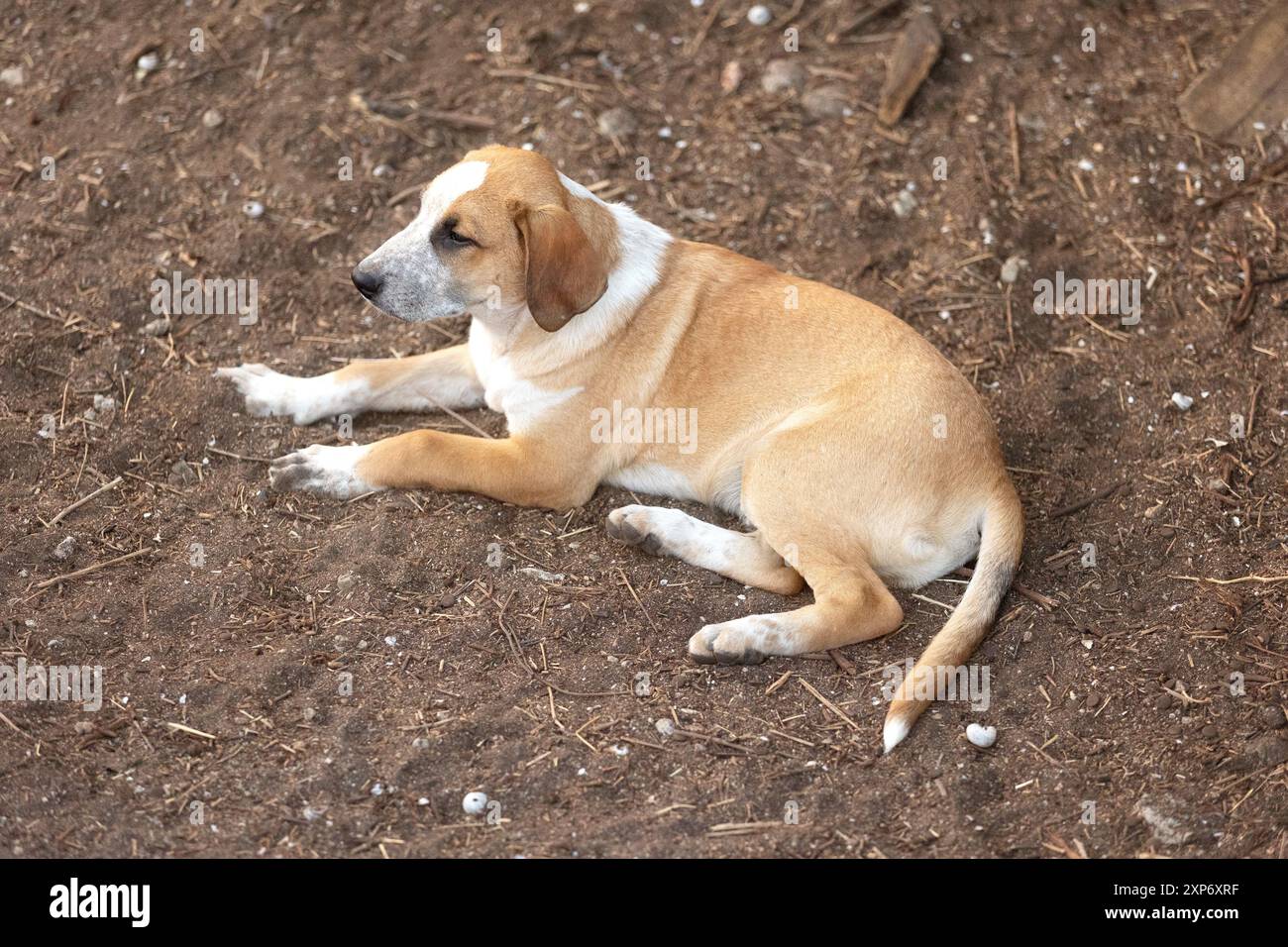Red stray mixed breed hi-res stock photography and images - Alamy
